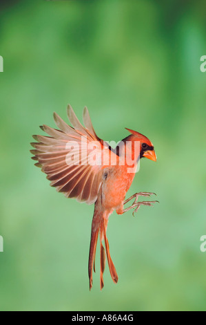Male Northern Cardinal in flight with wings spread Stock Photo - Alamy