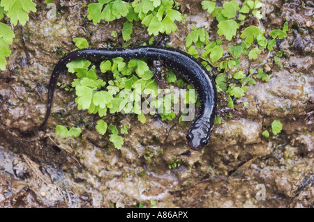 Western Slimy Salamander Plethodon albagula Stock Photo - Alamy