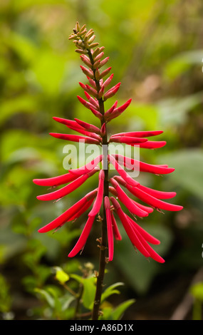 Coral Bean, Cherokee Bean, Red Cardinal or Cardinal Spear (Erythrina ...