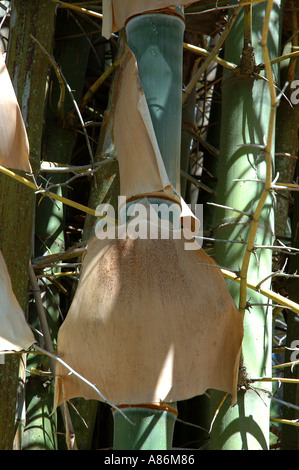 Bambusa balcooa Baluka Giant bamboo Baalki borak bans Loo Stock Photo ...