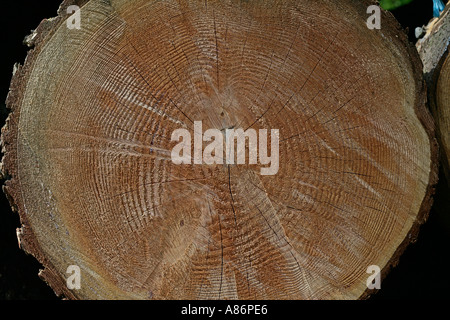 TREE RINGS Depicting age by annual growth Stock Photo - Alamy