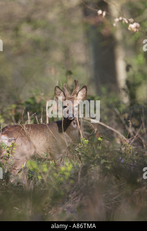 ROE DEER BUCK BEING CURIOUS Stock Photo - Alamy