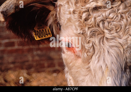 Close up of Hereford bull showing eye and yellow ear tag Stock Photo ...