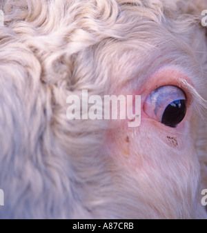 Close up of Hereford bull showing eye and yellow ear tag Stock Photo ...