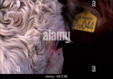 Close up of Hereford bull showing eye and yellow ear tag Stock Photo ...
