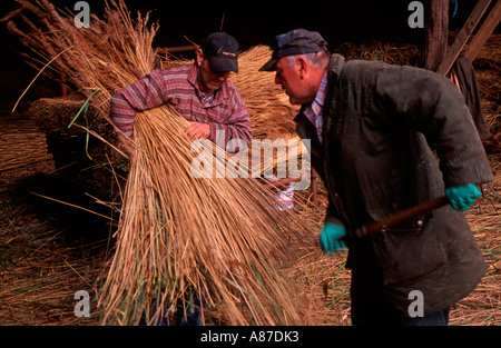 Thatching industry Chillesford Suffolk England Stock Photo - Alamy