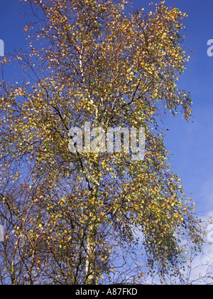 The winged seeds of silver birch (Betula pendula) close-up Stock Photo ...