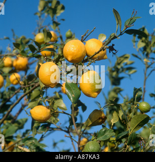 lemons at the tree in spain Stock Photo - Alamy
