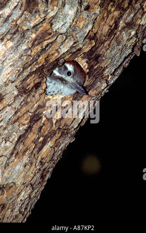 Arizona Woodpecker Picoides arizonae Madera Canyon, Santa Cruz Stock ...