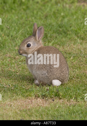 Young European rabbit in sand dunes Lepus cuniculus North Berwick ...