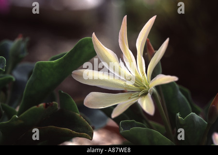 Lewisia tweedyi 'Alba' Stock Photo - Alamy