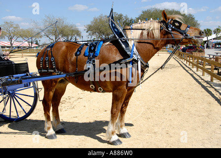 Draft Horse show features wagon pulling competition in equestrian ...