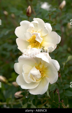 Rosa "Pimpinellifolia" Double White "Burnet Rose Stock Photo - Alamy