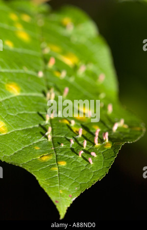 Gall mites (Eriophyidae) infested bird cherry (Prunus padus) leaf Stock ...