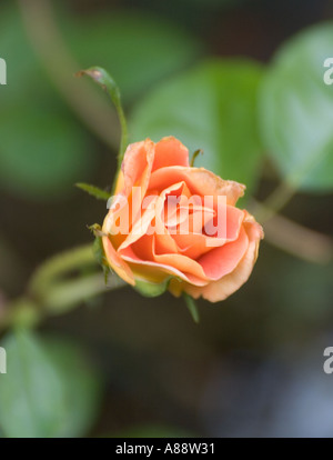 Orange patio Rose flower Stock Photo - Alamy