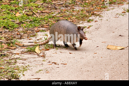 USA, Georgia, Cumberland Island. Nine banded Armadillo Stock Photo - Alamy