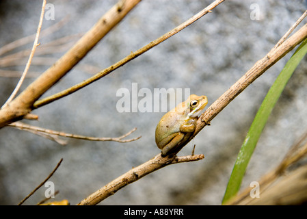 Dainty Green Tree Frog (Litoria gracilenta). also known as Graceful ...