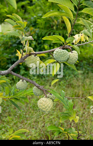 Cinnamon-apple Annona squamosa food fruit exotic tropical cream-apple ...