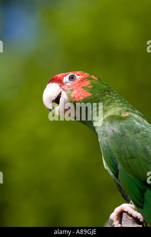 Red-masked Parakeet Aratinga erythrogenys Parrot Birds of Eden Park ...