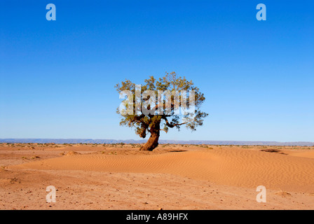 Tamarisk tree in sandy desert, Sahara, southern Morocco, North Africa ...