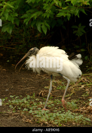 Wood stork, Merritt Island National Wildlife Refuge, Florida Stock ...