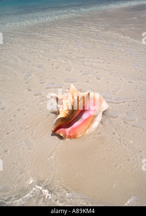 Conch shell on the beach at Grace Bay, Turks & Caicos Stock Photo - Alamy