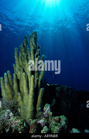 Pillar Coral the hot caribbean waters facilitate its reproduction Stock ...
