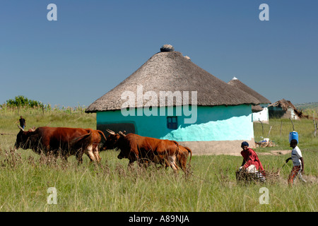 A traditional Xhosa hut in the Eastern Cape Province (formerly the ...