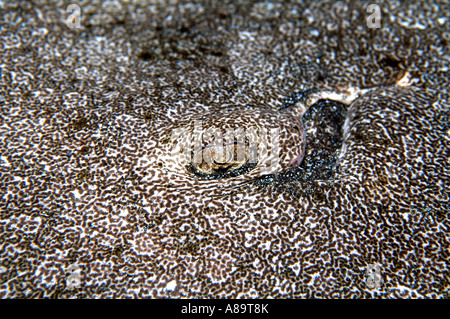 Skin and eye detail of a butterfly Stock Photo - Alamy