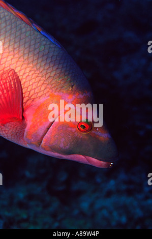 Barred hogfish in female stage shows us its beautiful livery Stock ...
