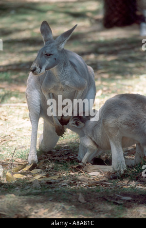 CLELAND WILDLIFE PARK ADELAIDE HILLS, SOUTH AUSTRALIA Stock Photo - Alamy