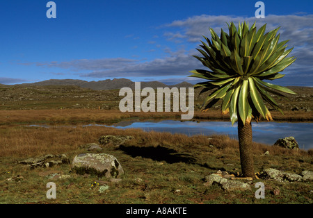 Afro-alpine moorland at 4000m altitude, Sanetti plateau, Bale Mountains ...