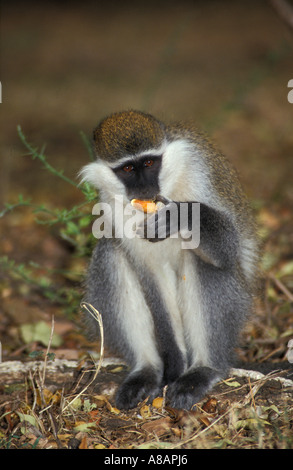 Grivet monkey, Cercopithecus aethiops, Awassa, Ethiopia Stock Photo - Alamy