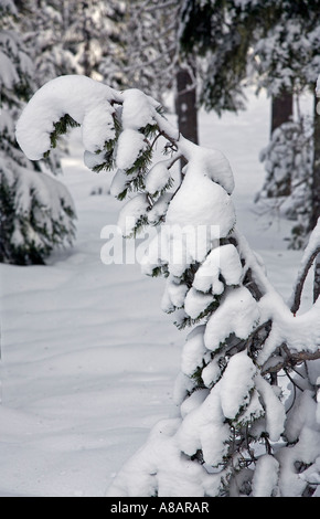 Pine trees covered with fresh fallen snow in winter mountain forest in ...