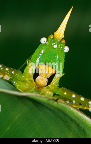 A horned katydid, Copiphora rhinoceros, feeding on a rain forest plant ...
