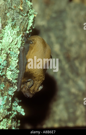 Common noctule (Nyctalus noctula) on Oak Kiel, Germany Stock Photo - Alamy
