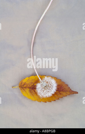 Autumn dandelion on maple leaf Stock Photo - Alamy