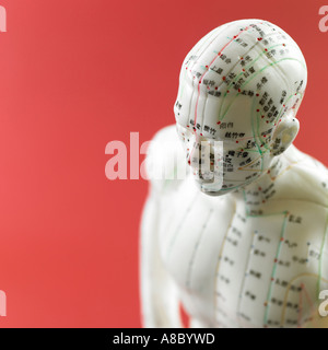 Anatomical model of the human body Stock Photo - Alamy