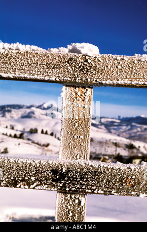 Yellowstone National Park, WY: Frosted trees and thermal activity along ...