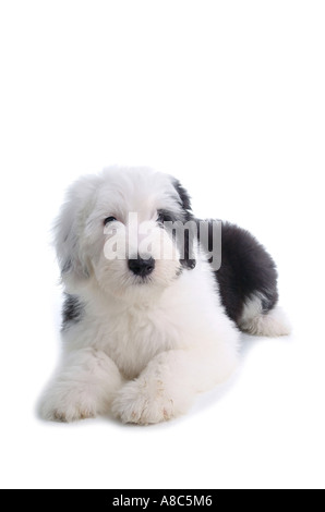 sitting Old English Sheepdog Puppy Stock Photo - Alamy