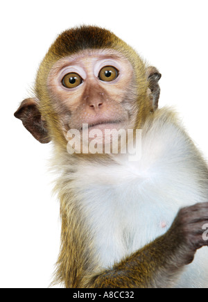 Java Macaque Monkey Stock Photo - Alamy