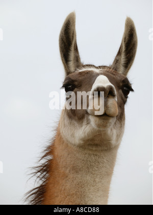 Staring llama face Stock Photo - Alamy