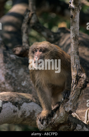 Assamese Macaque (Macaca assamensis), adult, Erawan National Park ...