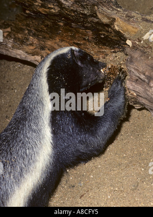 Honey Badger, Mellivora Capensis, Africa, Arabia Stock Photo - Alamy