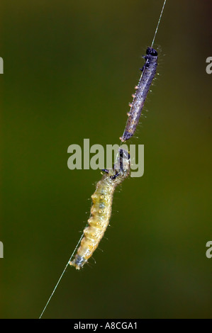 Tortrix moth (Tortrix viridana), caterpillar Stock Photo - Alamy