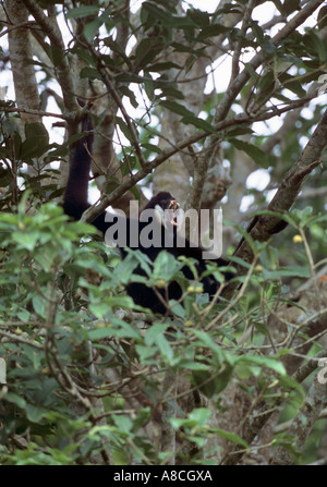Southern southern white-cheeked gibbon (Nomascus siki), adult male ...