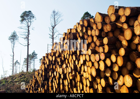 Scottish Tree Logging & Timber harvest Industry. Kyle of Lochalsh, Isle ...