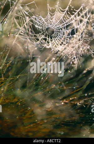 Close-up view of dewdrops on fresh grass blades in a sunlit forest ...