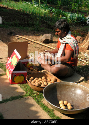Chiku Fruit Packing, Varun Farm House, Panve, Maharashtra, India, Asia ...