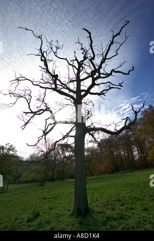 A dead oak tree (stag headed) and a live, healthy oak tree in the ...
